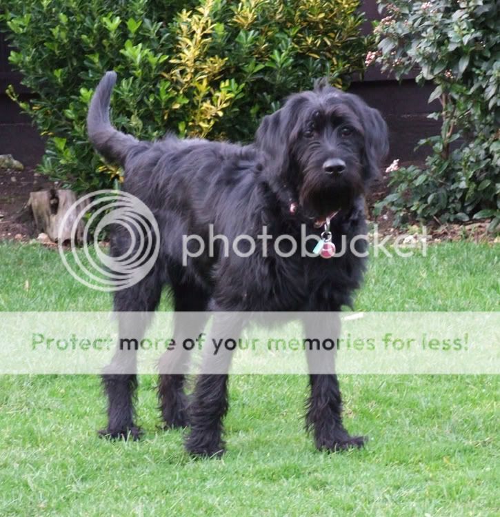 New here and so bloody confused | Labradoodle Forums