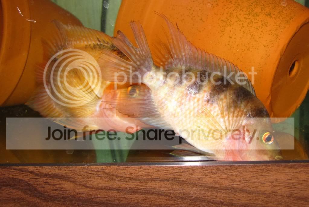 Possible RD breeding pair? | Cichlid Fish Forum