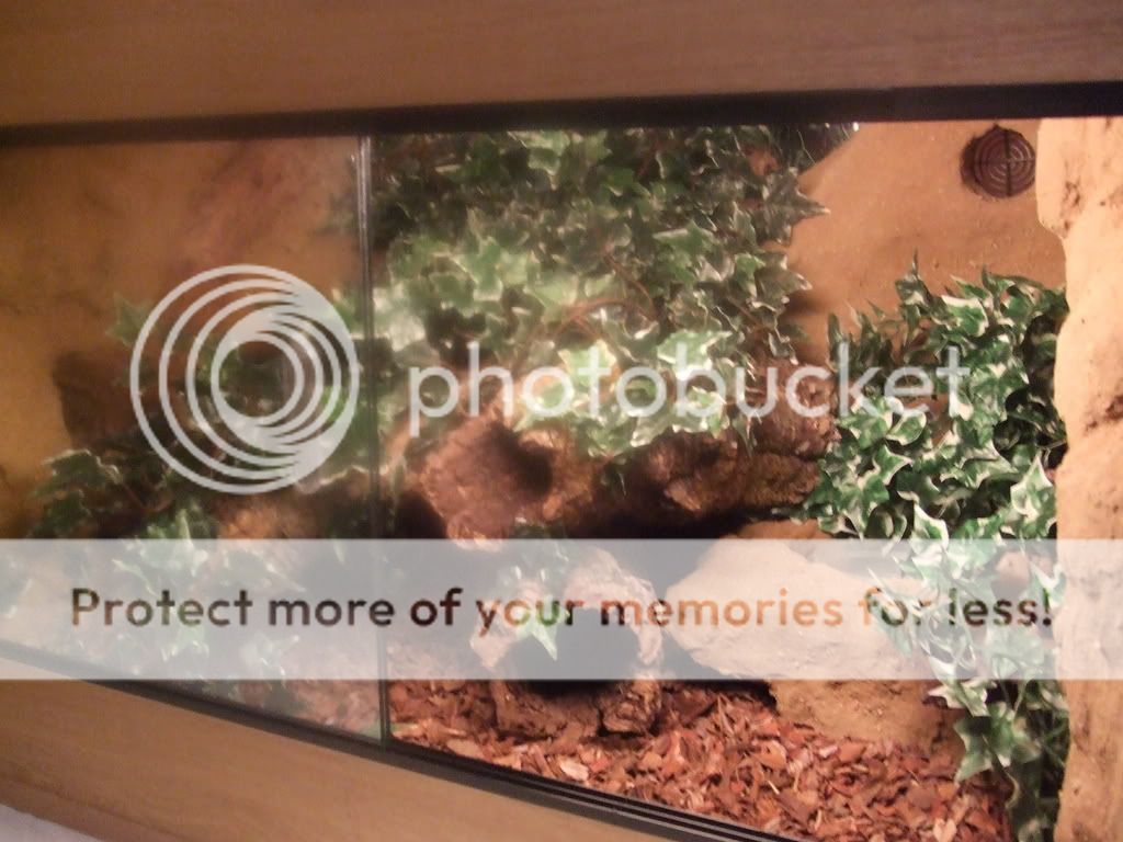 Snake Viv | Reptile Forums