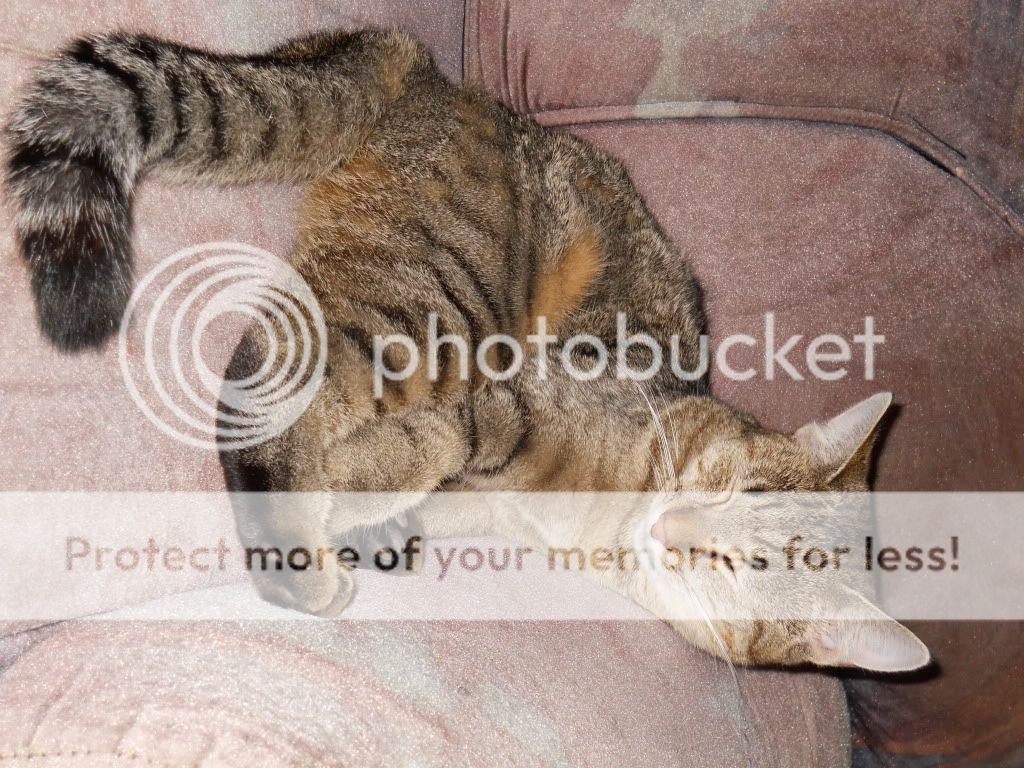 Swartpootkat - Page 2 - JARACAL