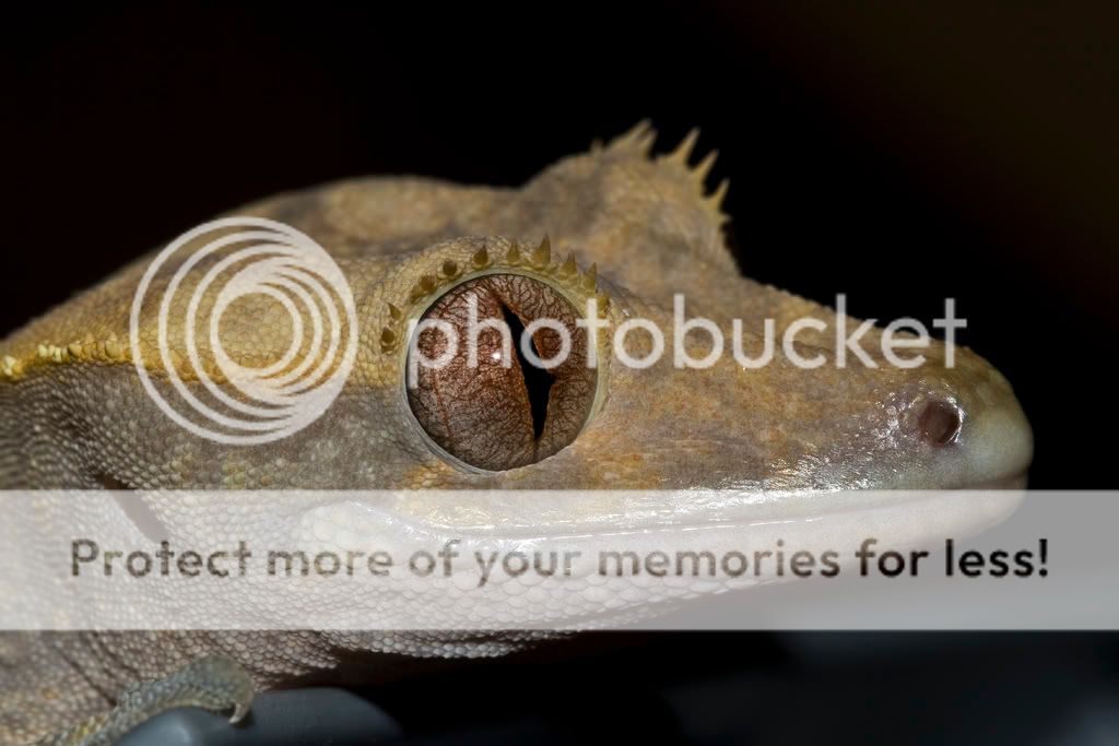 Genetic Disorders - Crested Gecko - Six Toes | Reptile Forums