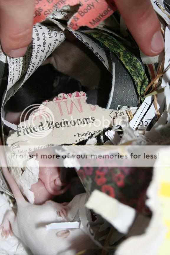 Mouse update, PHOTOS! plus a few questions.. | Reptile Forums