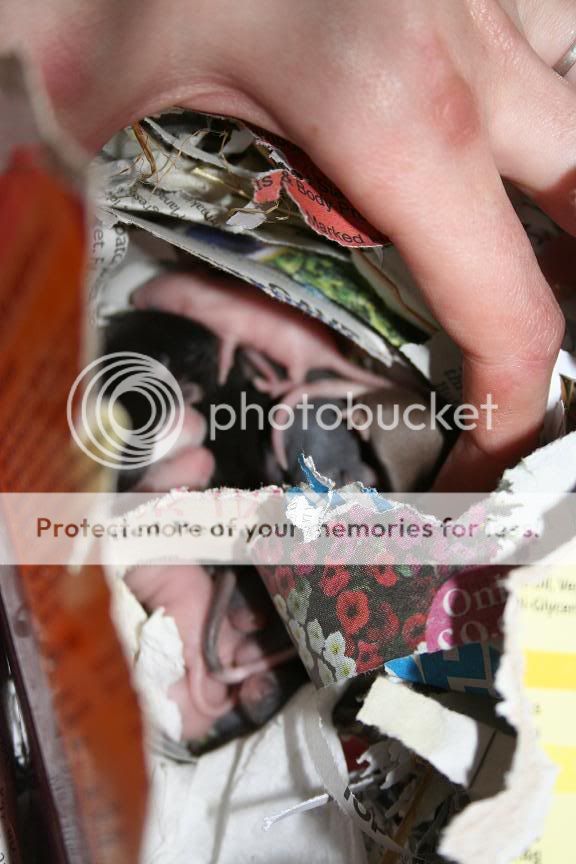 Mouse update, PHOTOS! plus a few questions.. | Reptile Forums