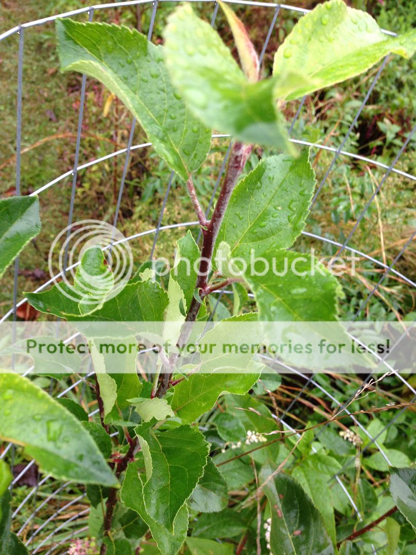 Bevan's Favorite Apple Tree | Wildlife Habitat - Lets talk.....